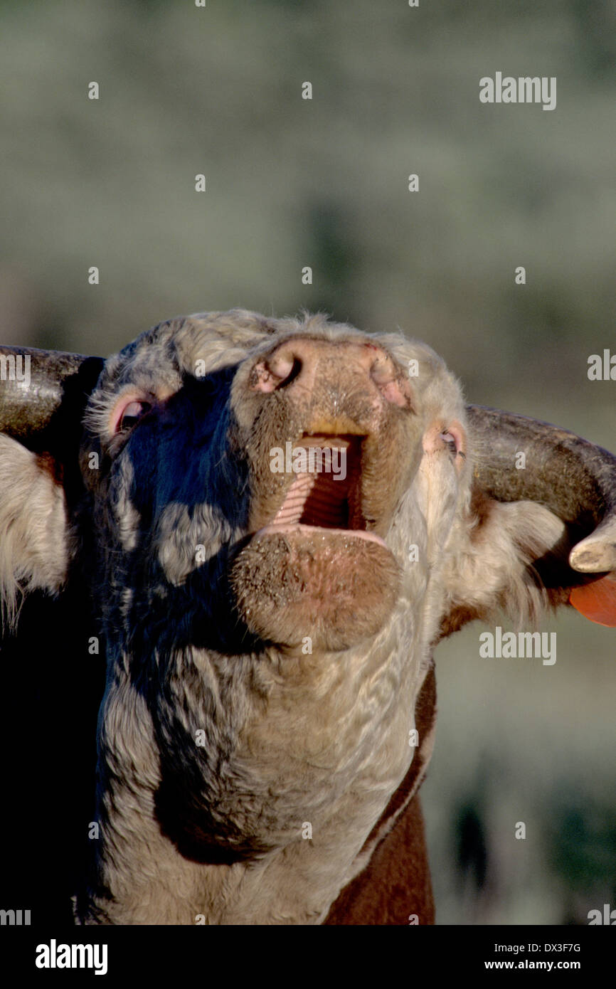 Hereford bull bellowing Stock Photo - Alamy
