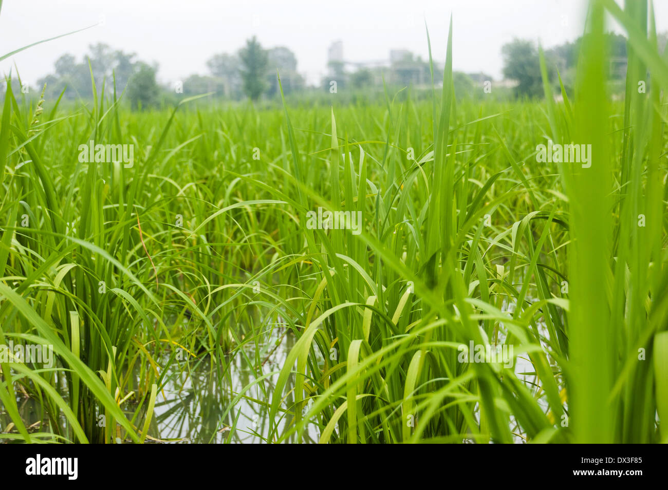 Indian paddy planting hi-res stock photography and images - Alamy