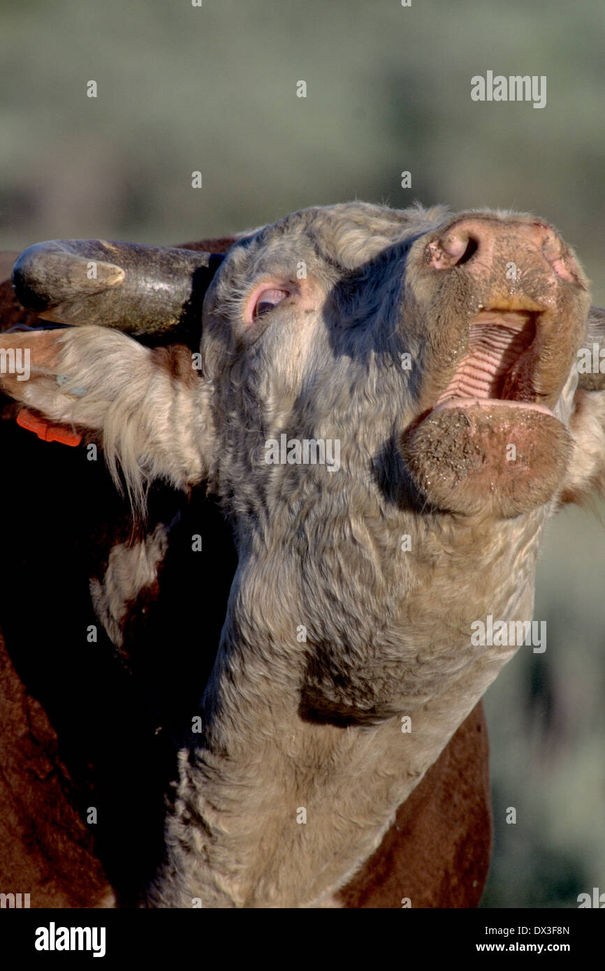 Bellowing bull hi-res stock photography and images - Alamy