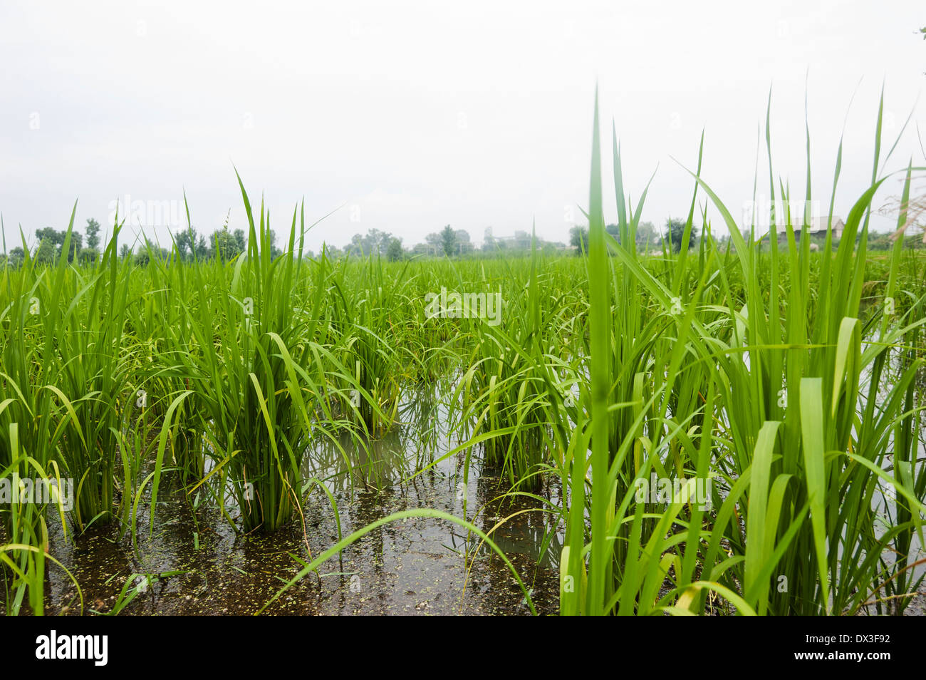 Ripen paddy fields hi-res stock photography and images - Alamy