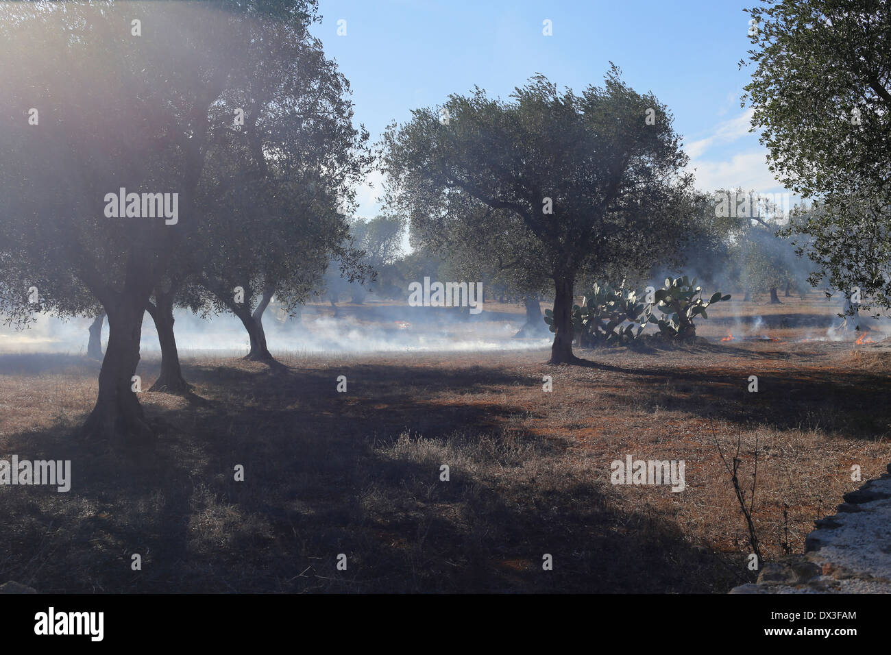 Olive grove ground hi-res stock photography and images - Alamy