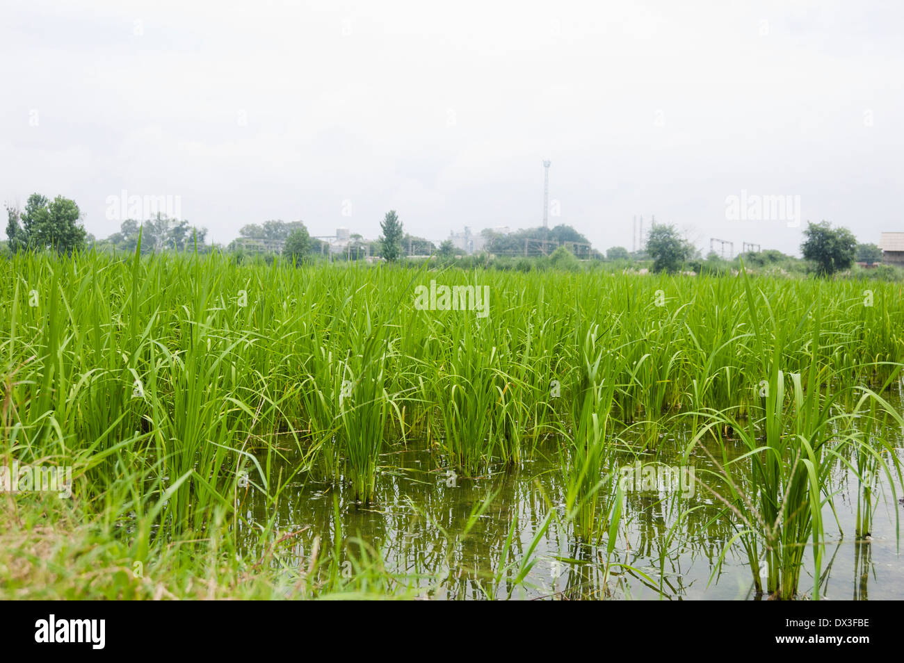 Indian paddy planting hi-res stock photography and images - Alamy
