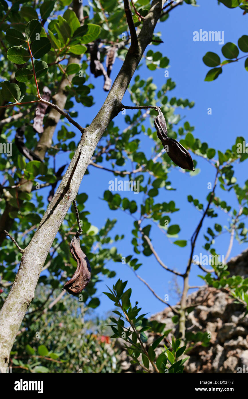 Carob tree hi-res stock photography and images - Alamy