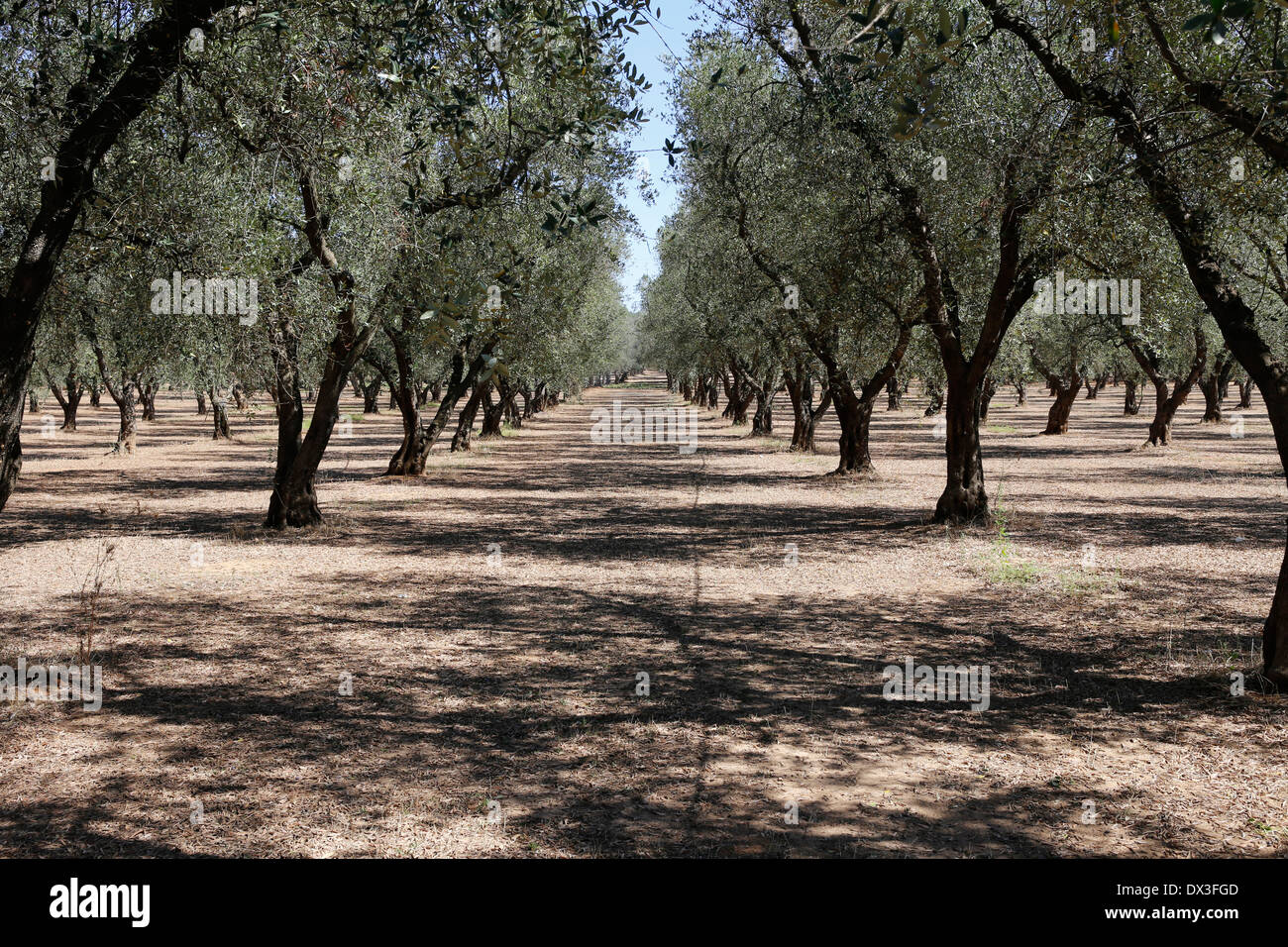 Olive grove puglia hi-res stock photography and images - Alamy