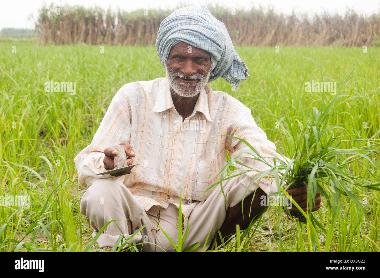 Indian Farmer Working in Farm Stock Photo: 67690618 - Alamy