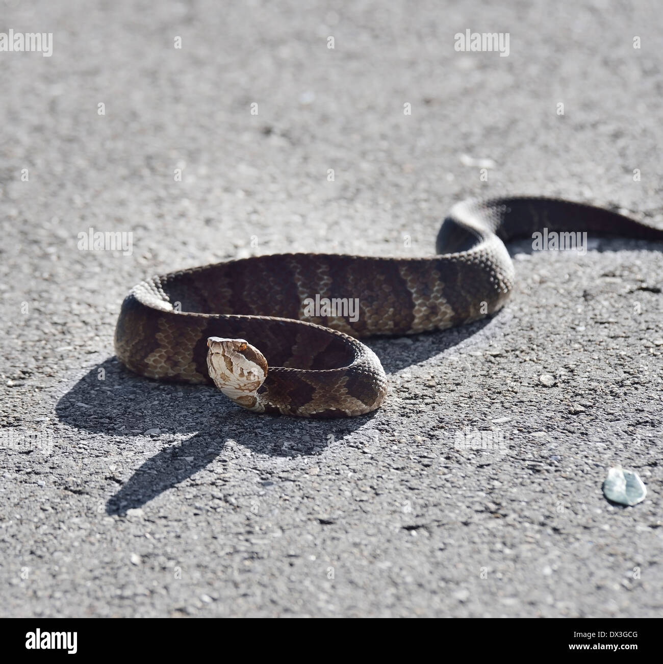 Florida Water Snake Crossing The Road Stock Photo - Alamy