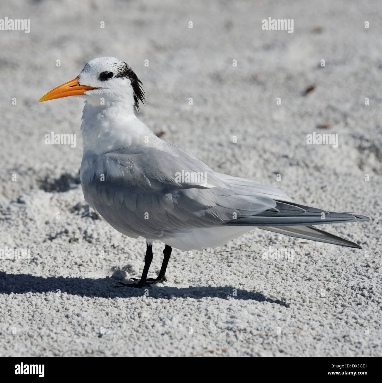 Gull beach hi-res stock photography and images - Alamy