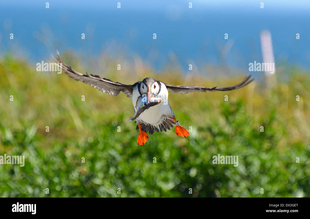 Flying puffin hi-res stock photography and images - Alamy