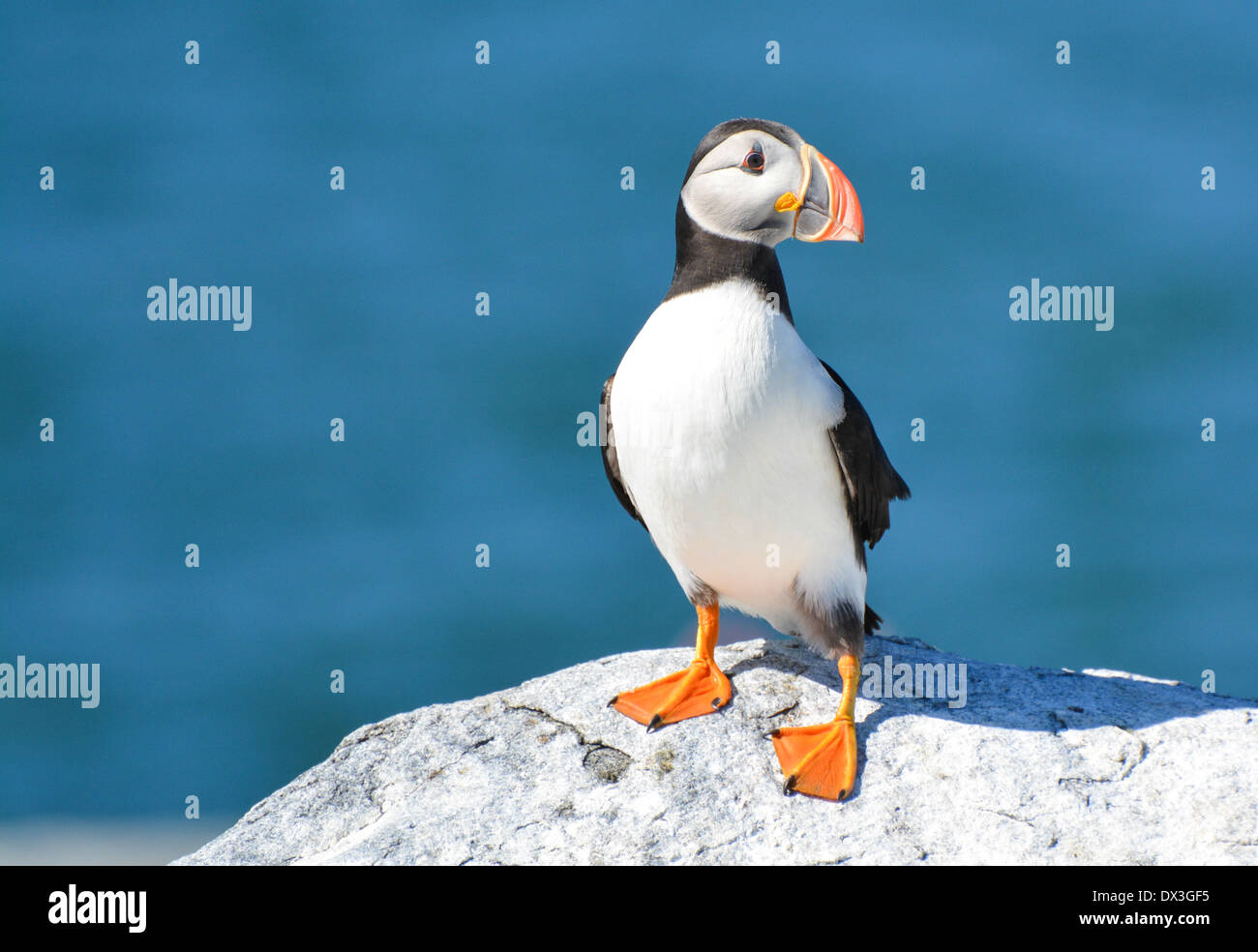 Puffin and ocean hi-res stock photography and images - Alamy