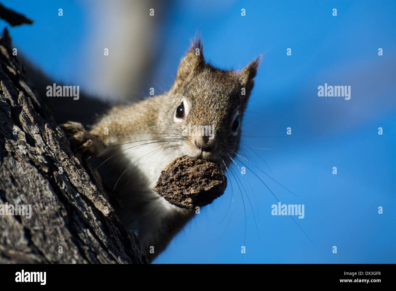 Squirrel with nut Stock Photo - Alamy