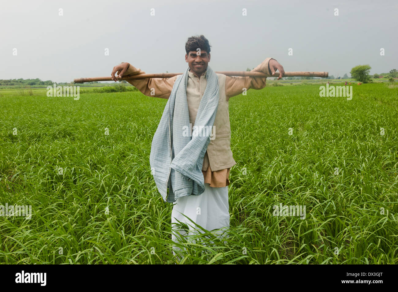 Man carrying rice paddy field hi-res stock photography and images - Alamy