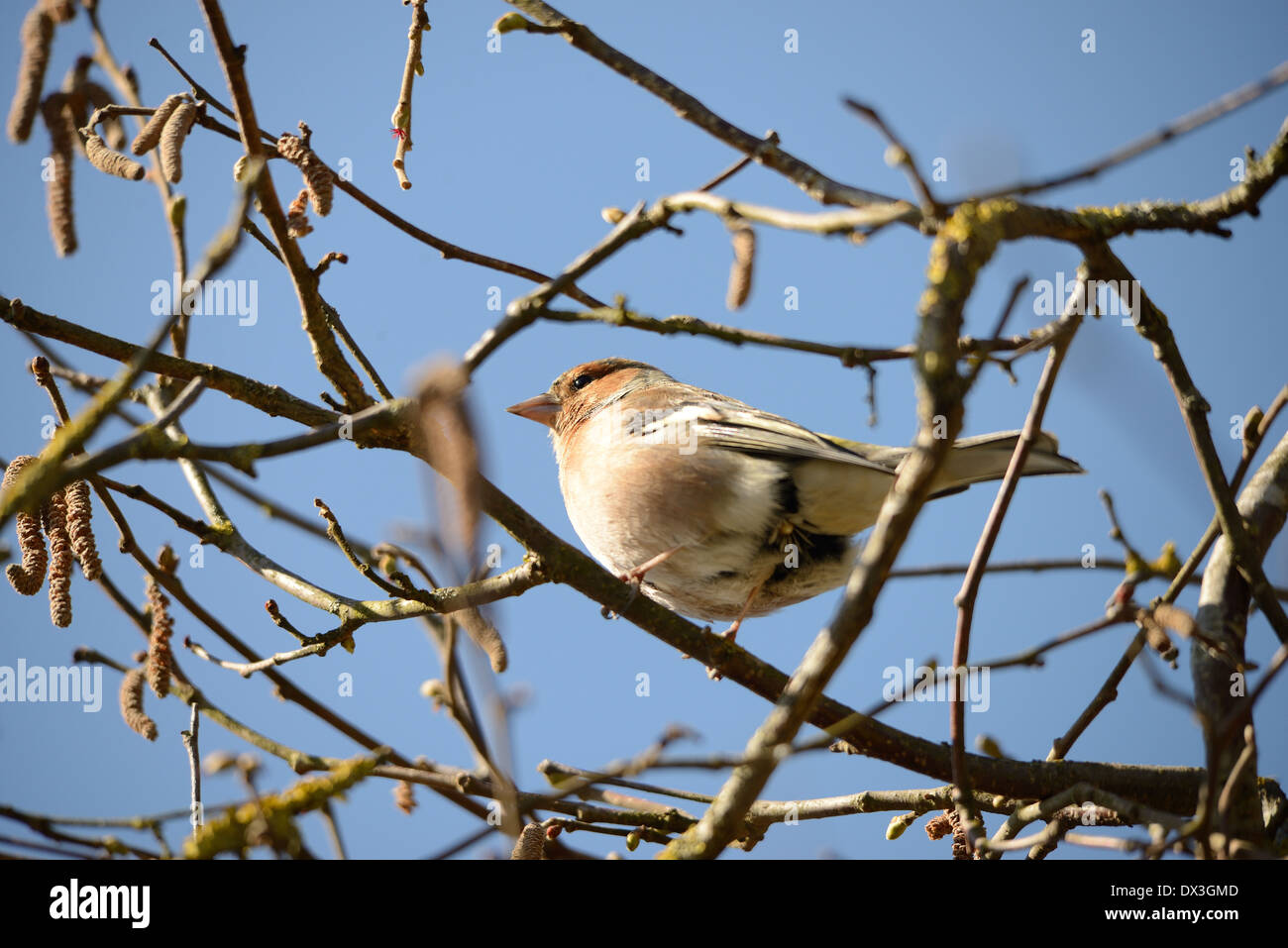 Bottom of a sparrow with visible asshole Stock Photo - Alamy