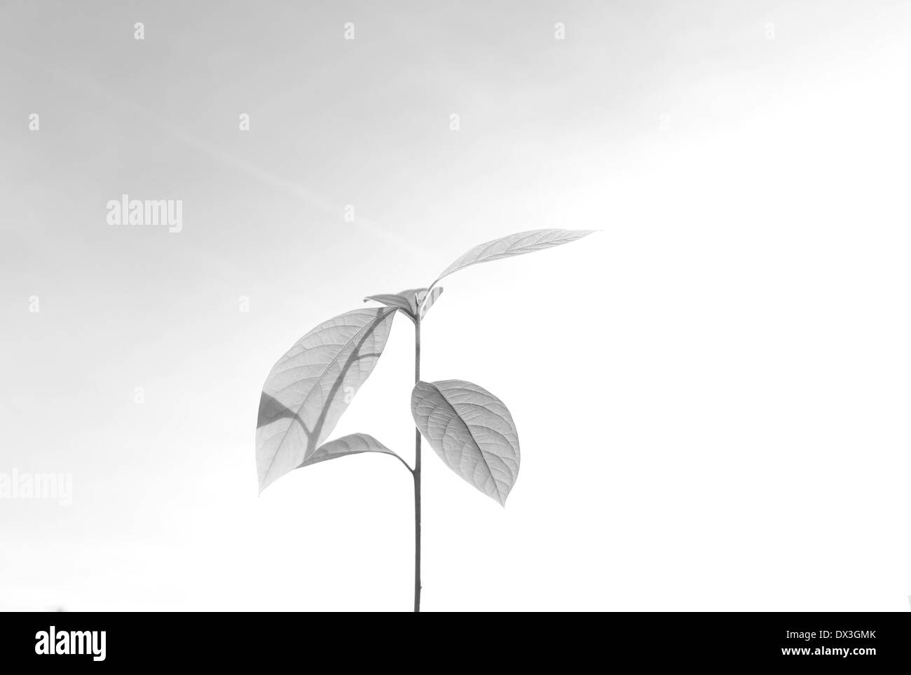 A simple pale plant start growing in a minimalist atmosphere Stock ...