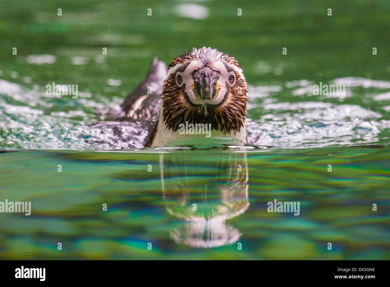 A Humboldt Penguin facing the camera Stock Photo - Alamy