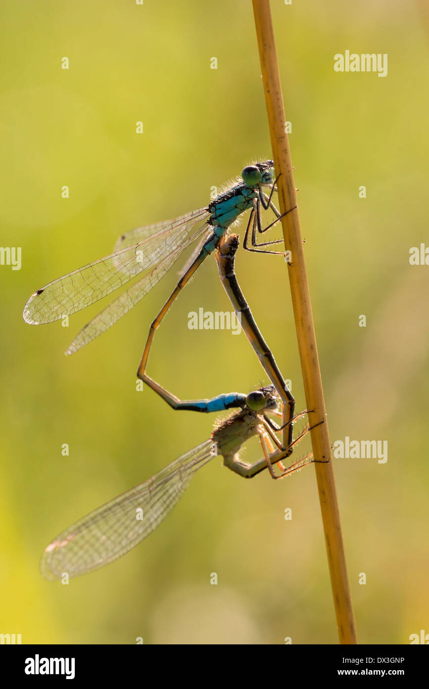 Heart formed by insects hi-res stock photography and images - Alamy