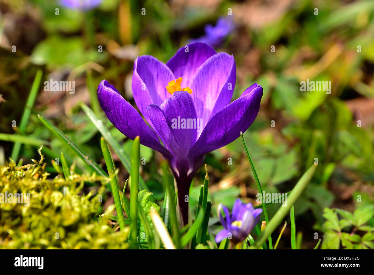 Crocus 'Pickwick' (Crocus sp) in a garden in march Stock Photo - Alamy