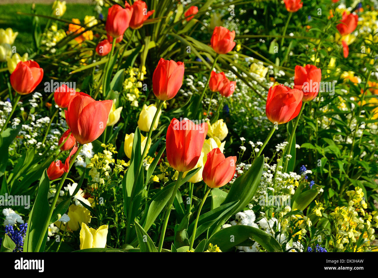 Bed of tulips (tulipa), France Stock Photo - Alamy