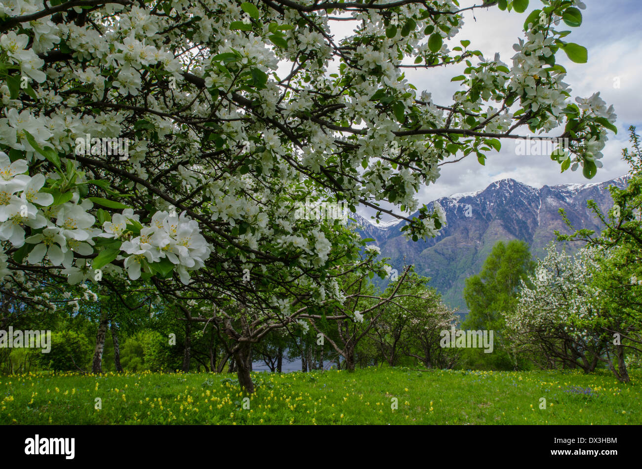 Apple trees blossoming in Bele orchards Altai Mountains Teletskoe lake ...