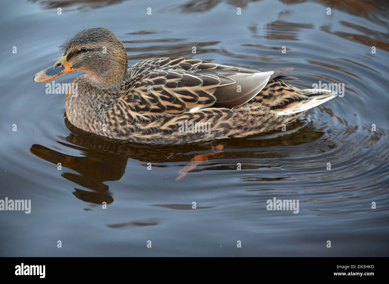 Duck in the water Stock Photo - Alamy