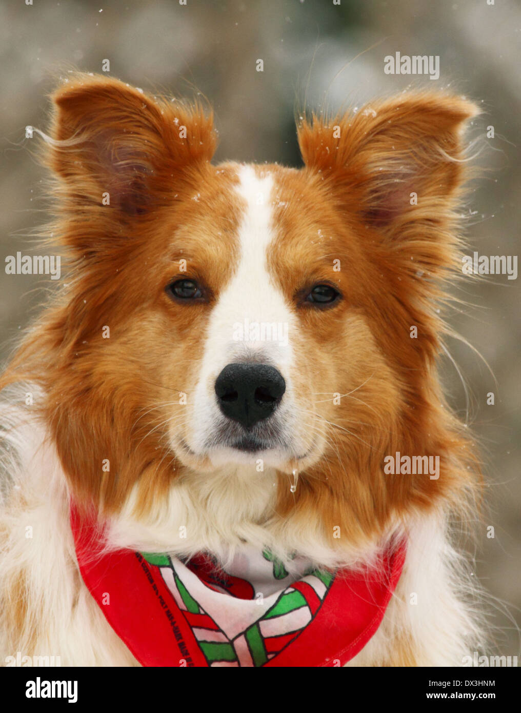 A red scarf adorns the neck of a drooling Australian Shepherd dog as ...