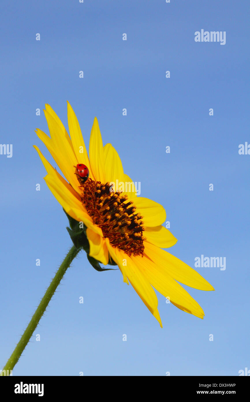 Lady beetle sunflower hi-res stock photography and images - Alamy