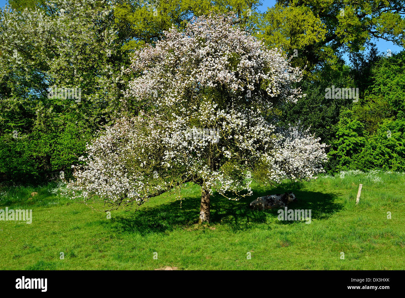 Pommier apple tree hi-res stock photography and images - Alamy