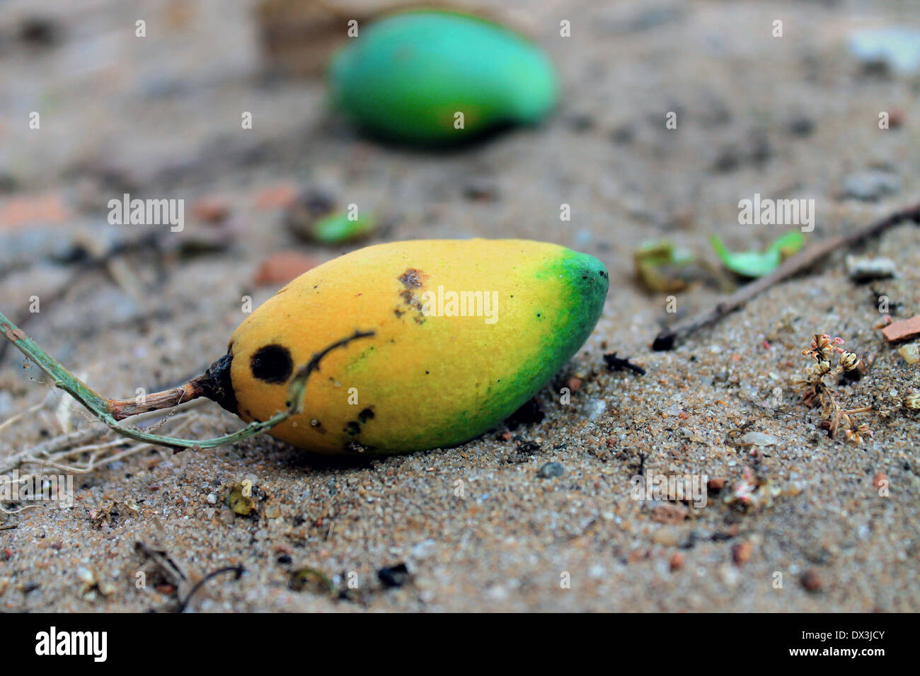 Fallen mango hi-res stock photography and images - Alamy