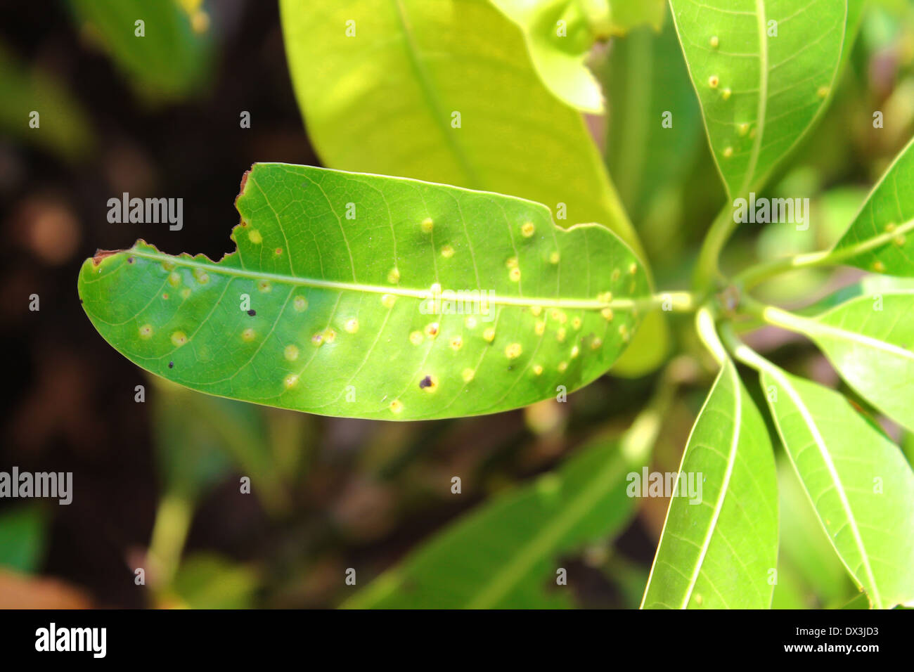 Gall Flies High Resolution Stock Photography and Images - Alamy