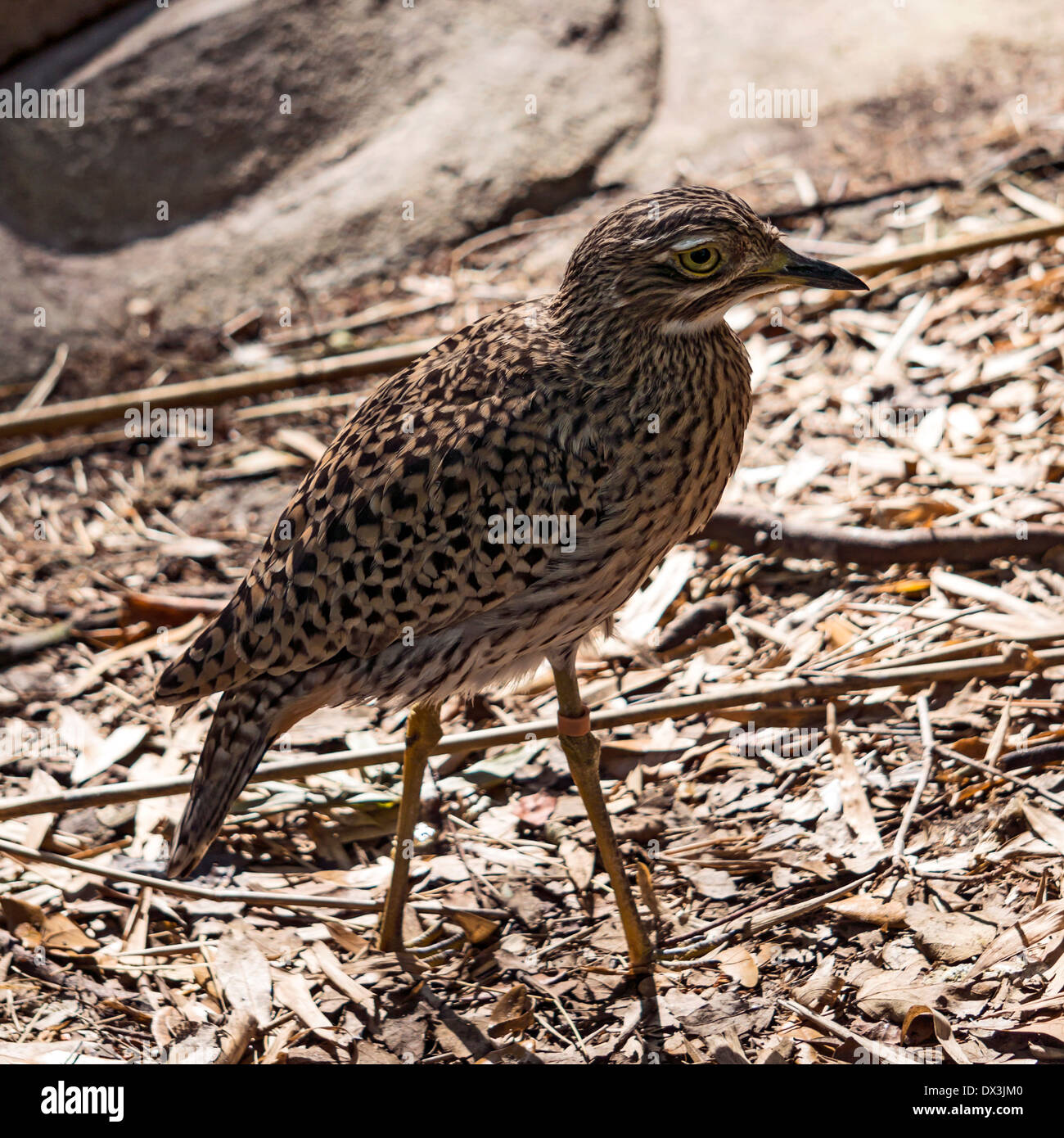 Spotted Thick-knee or Cape Thick Knee (Burhinus capensis), is a stone ...