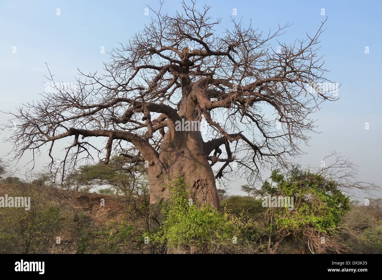Old baobob tree hi-res stock photography and images - Alamy