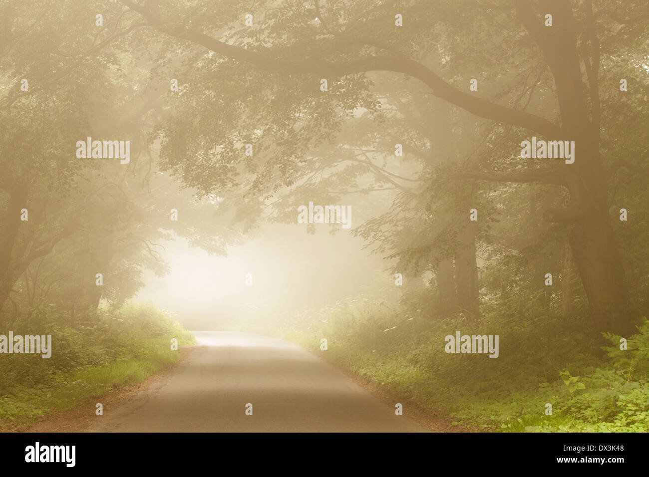 Misty morning near Hackness, Scarborough, North Yorkshire Stock Photo ...