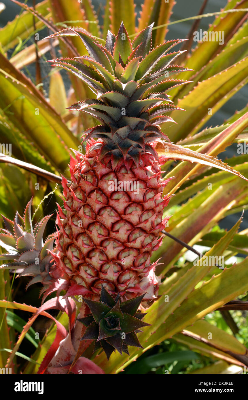 Red Pineapple High Resolution Stock Photography and Images - Alamy