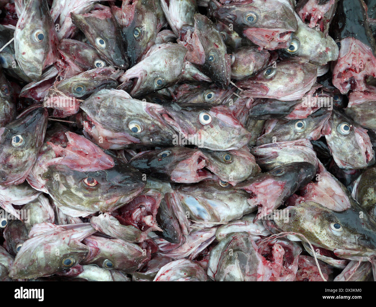 Cod fish head hi-res stock photography and images - Alamy