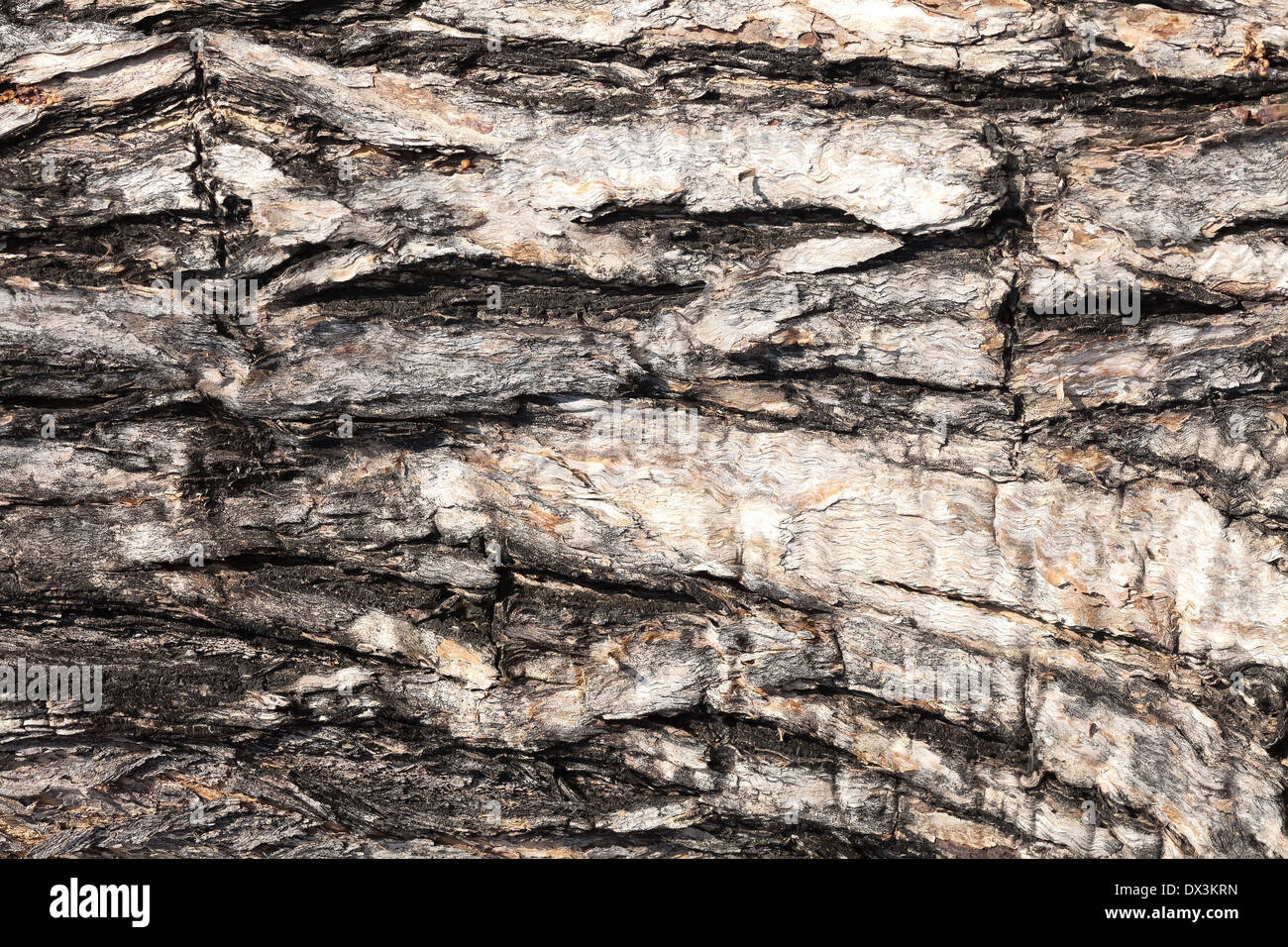 Cracked old wood texture Stock Photo - Alamy