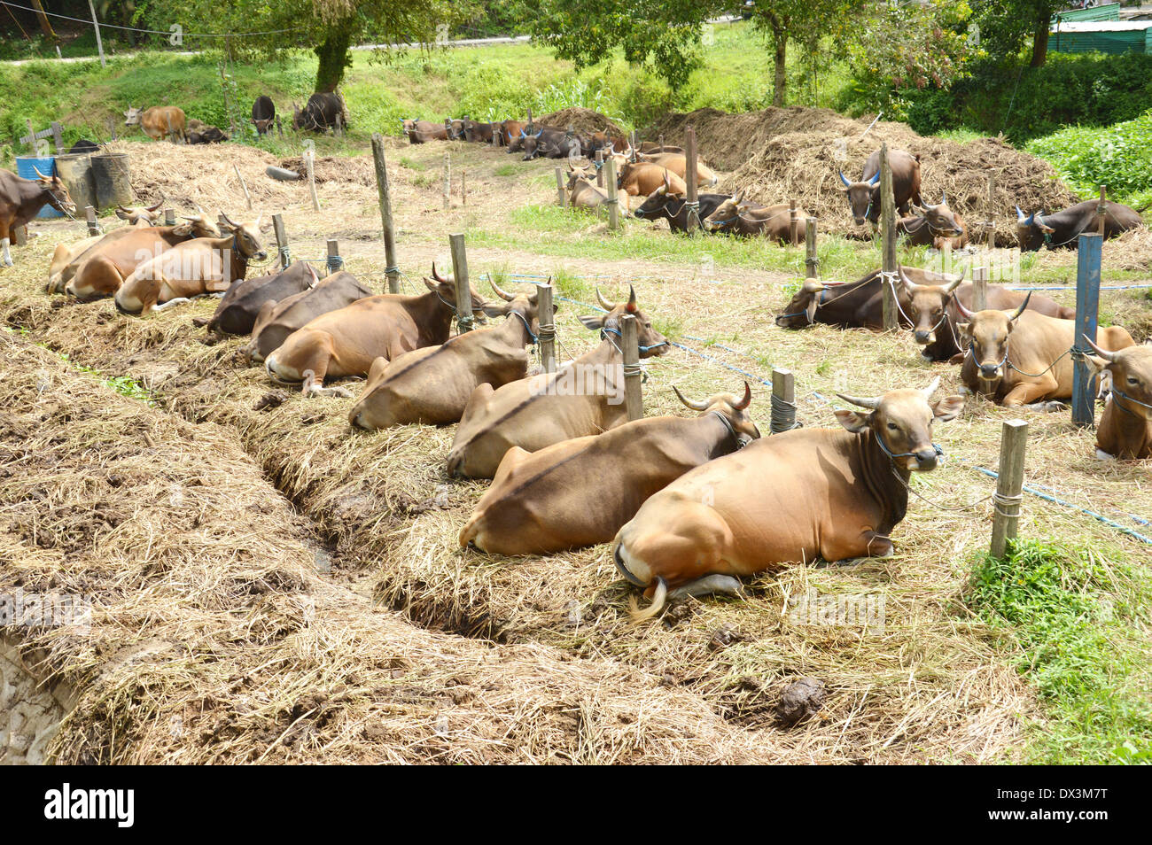 the cows in cattle breeding Stock Photo - Alamy
