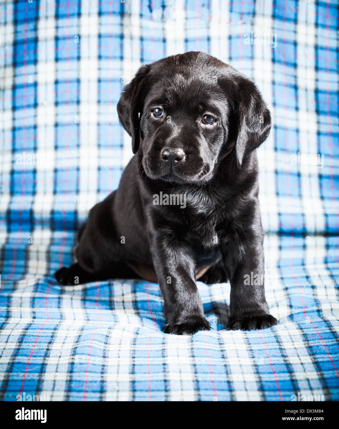 Blue Dog Puppy Lab