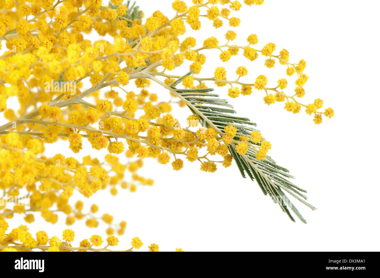 The yellow mimosa isolated on white background Stock Photo - Alamy
