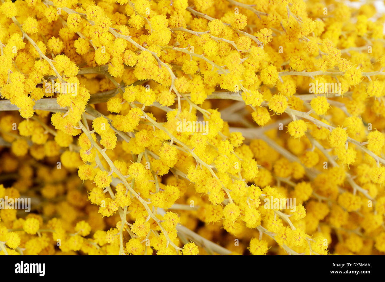 The yellow mimosa isolated on white background Stock Photo - Alamy