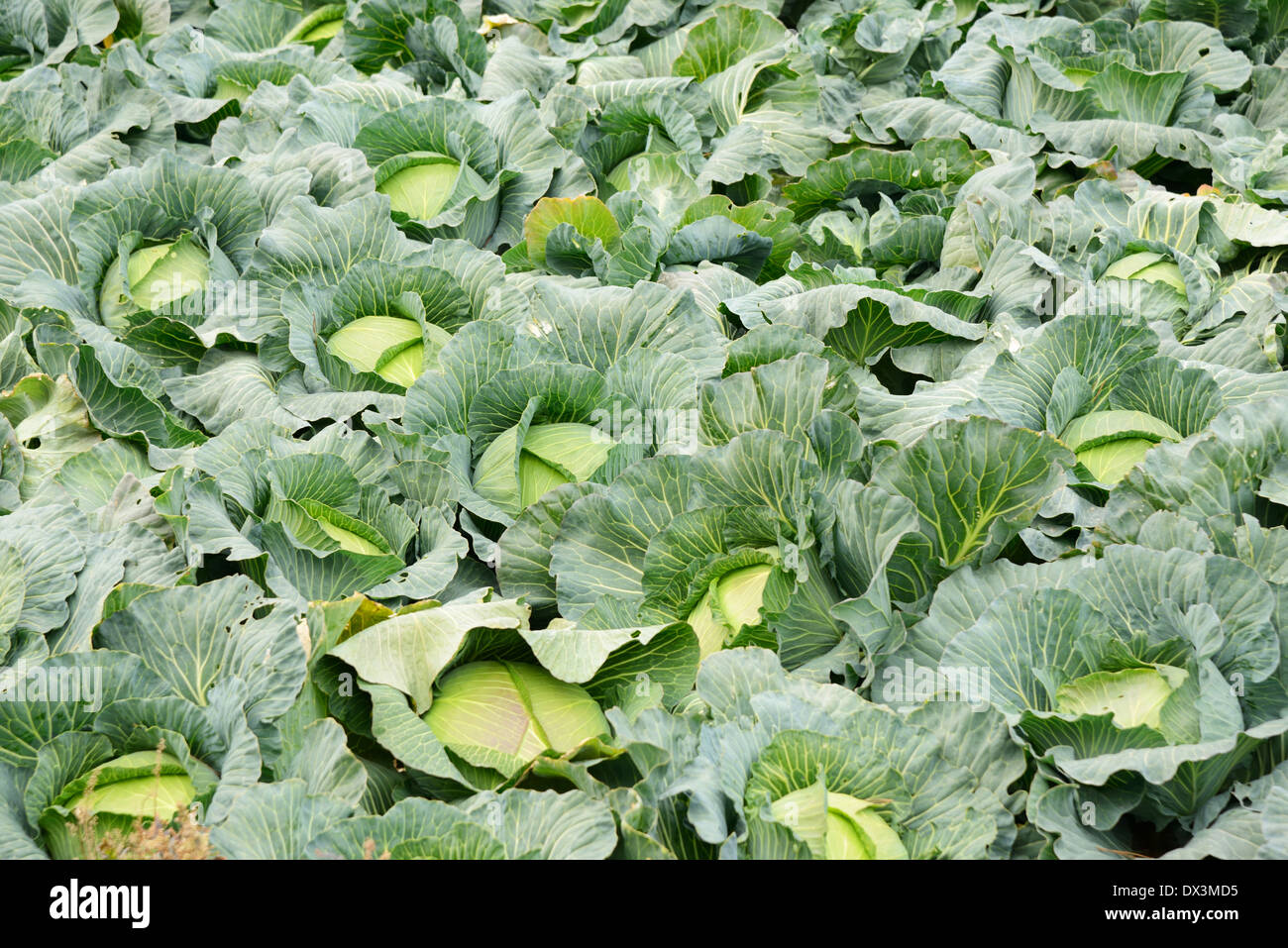 cabbage field ready for harvesting in Jeju Island, Korea Stock Photo ...