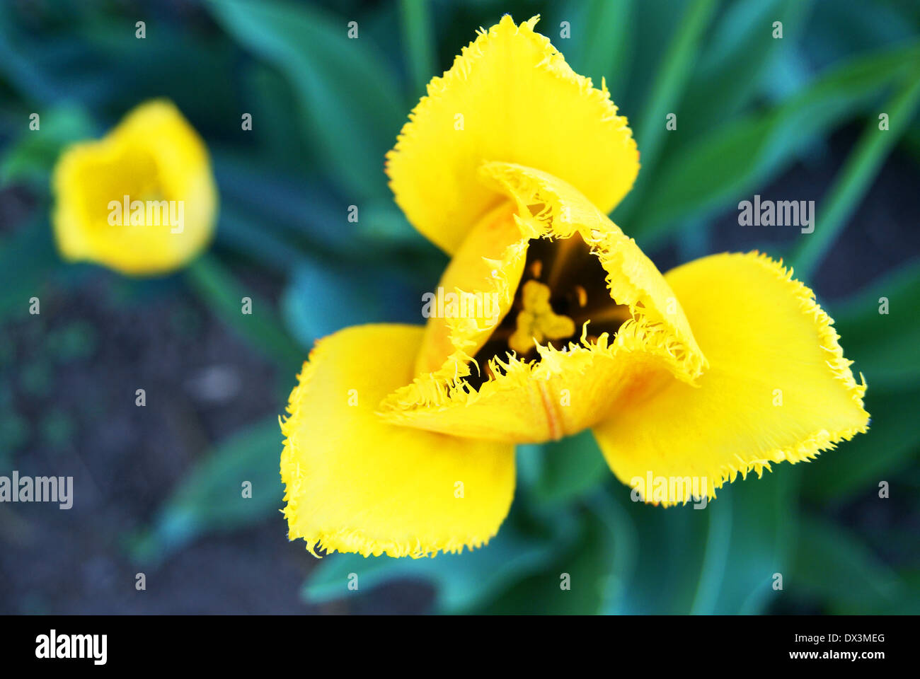 Triangular head shape hi-res stock photography and images - Alamy