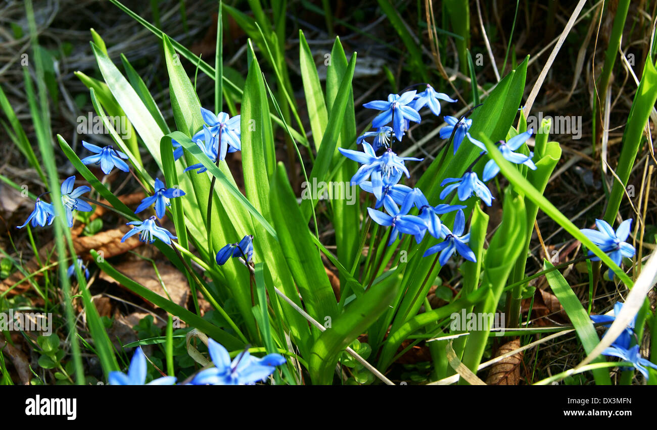 Blue Scilla (Squill Stock Photo - Alamy