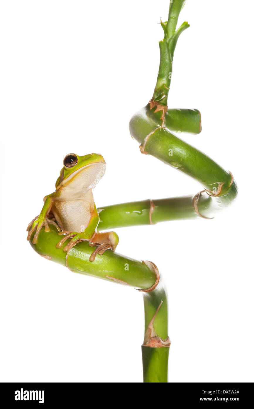 Curled up frog hi-res stock photography and images - Alamy