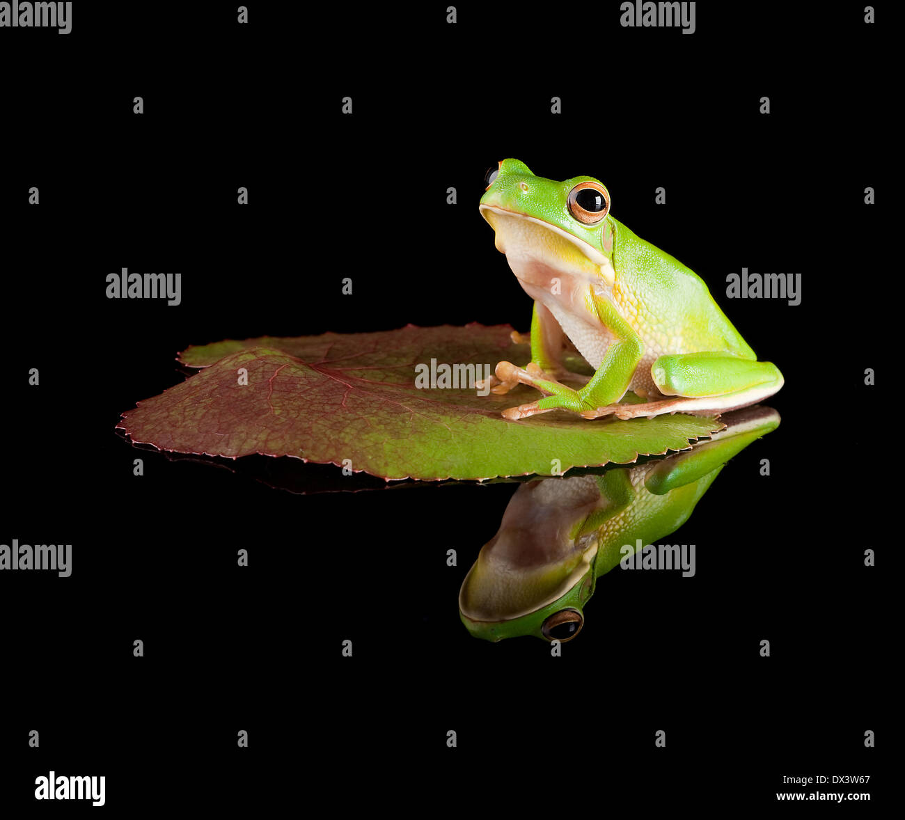 White-lipped tree frog or Litoria Infrafrenata sitting on a leaf Stock ...