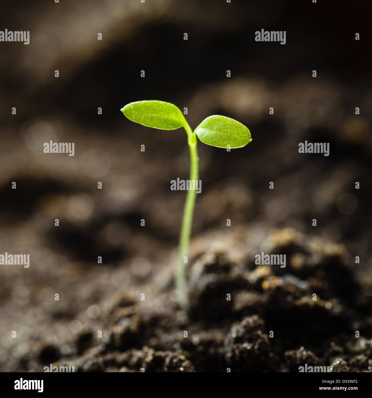 Green sprout growing from seed isolate on white background. Spring ...