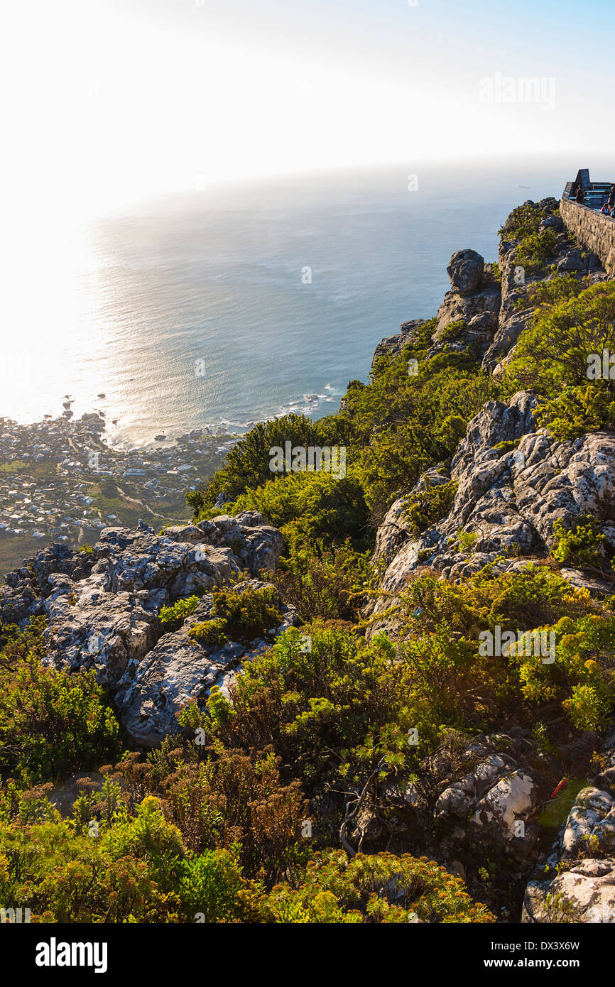 Fynbos vegetation at the top of Table Mountain with Camps Bay in the ...