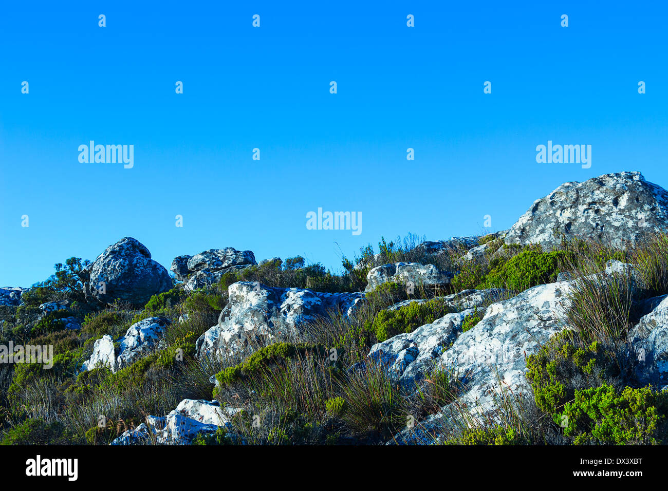 Fynbos vegetation at the top of Table Mountain Stock Photo - Alamy