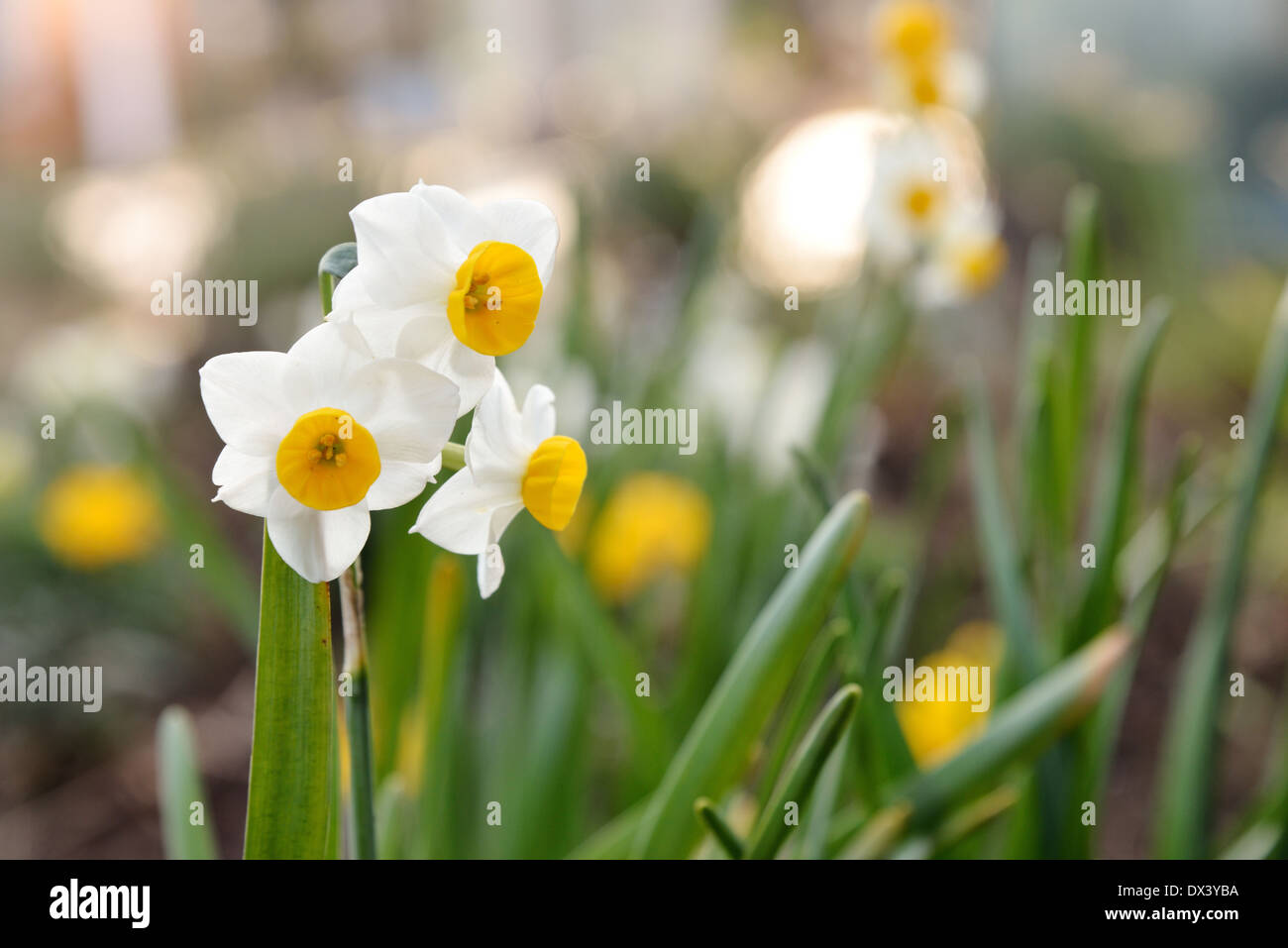 Blown flowers hi-res stock photography and images - Alamy