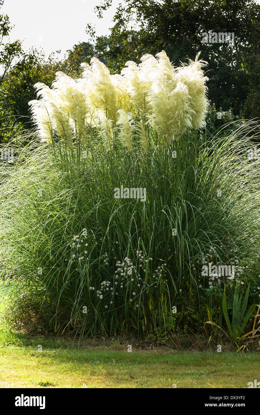 Pampas grass plumes contrast against green trees in English garden ...