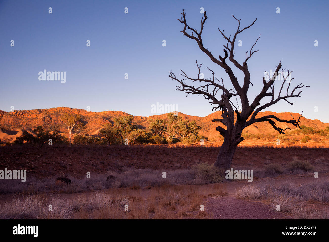 Tree silhouette in front of orange mountains at sunrise, in the Aroona ...