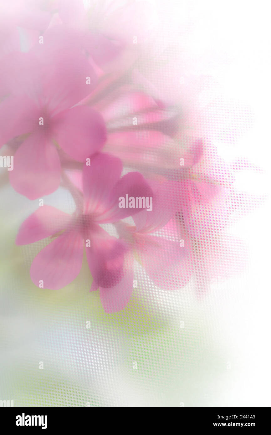 Flower behind leaf hi-res stock photography and images - Alamy